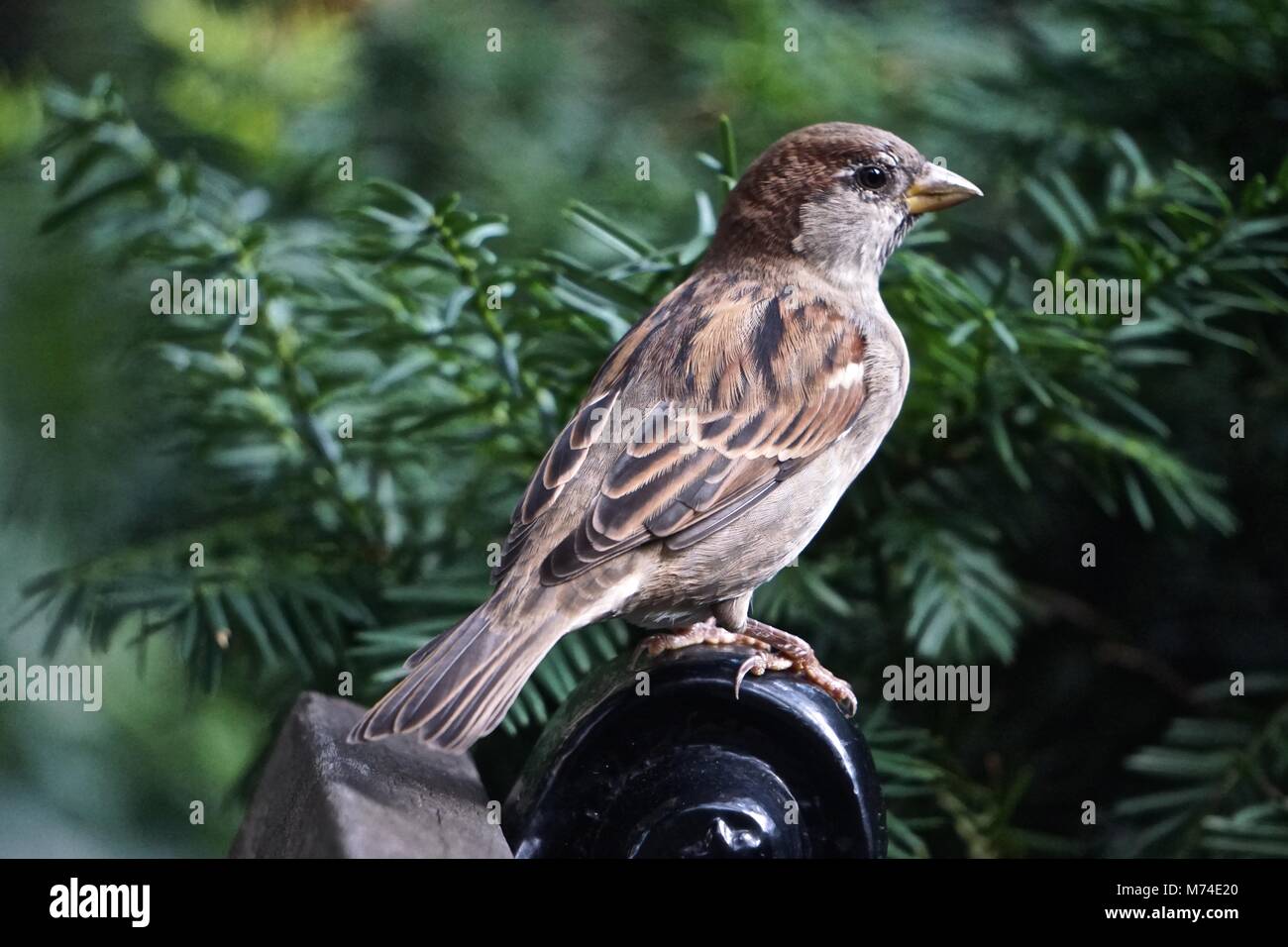 The house sparrow (Passer domesticus) is associated with human ...