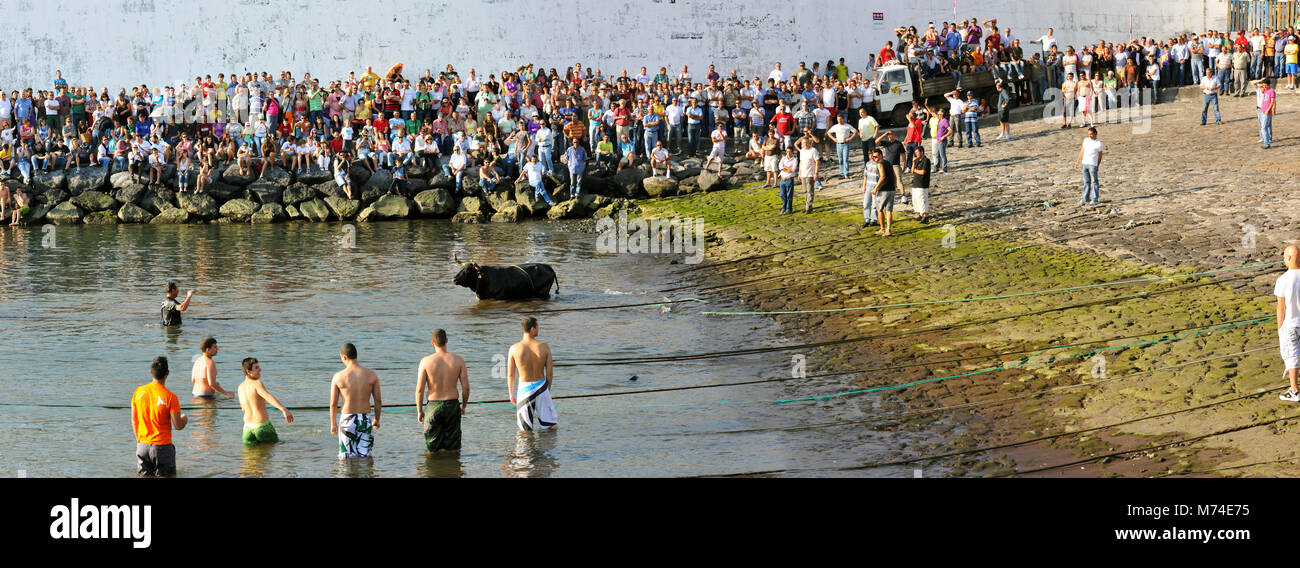 Bullfight (tourada à corda) in Porto de Pipas. Angra do Heroísmo ...