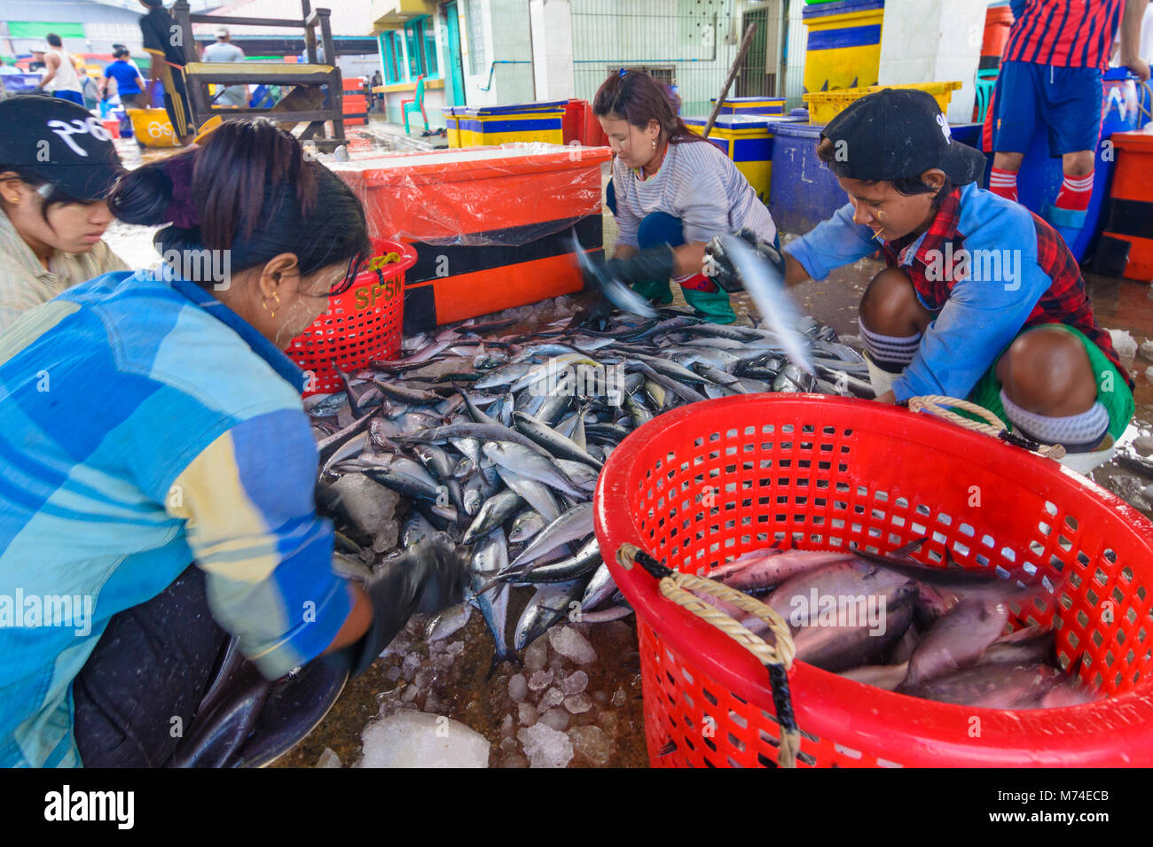 Yangon (Rangoon): San Pya Fish Market: women sorting fish, , Yangon ...