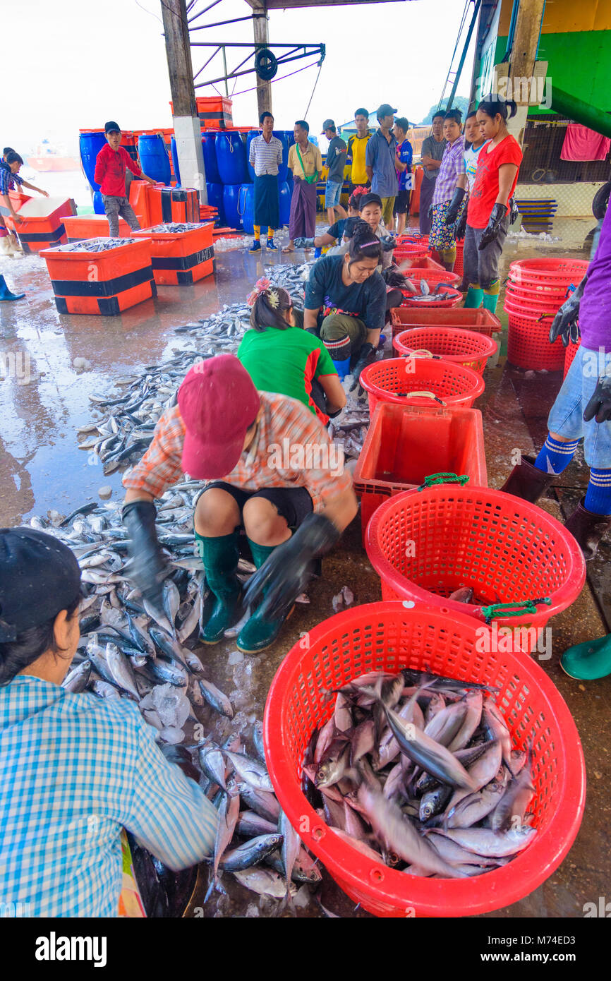 Yangon (Rangoon): San Pya Fish Market: women sorting fish, , Yangon ...
