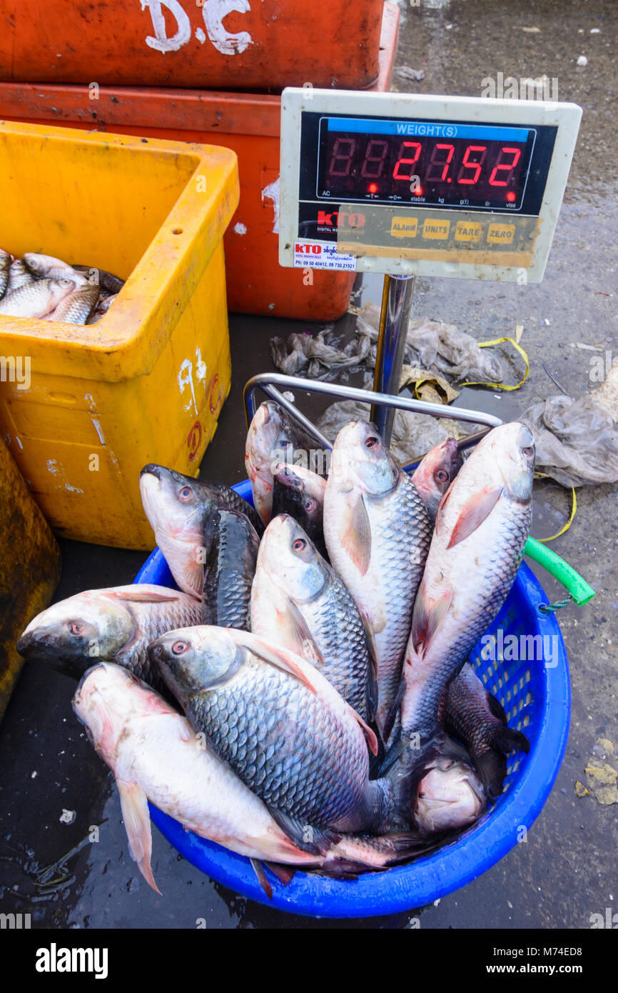 Yangon (Rangoon): San Pya Fish Market: scale with fish, , Yangon Region ...