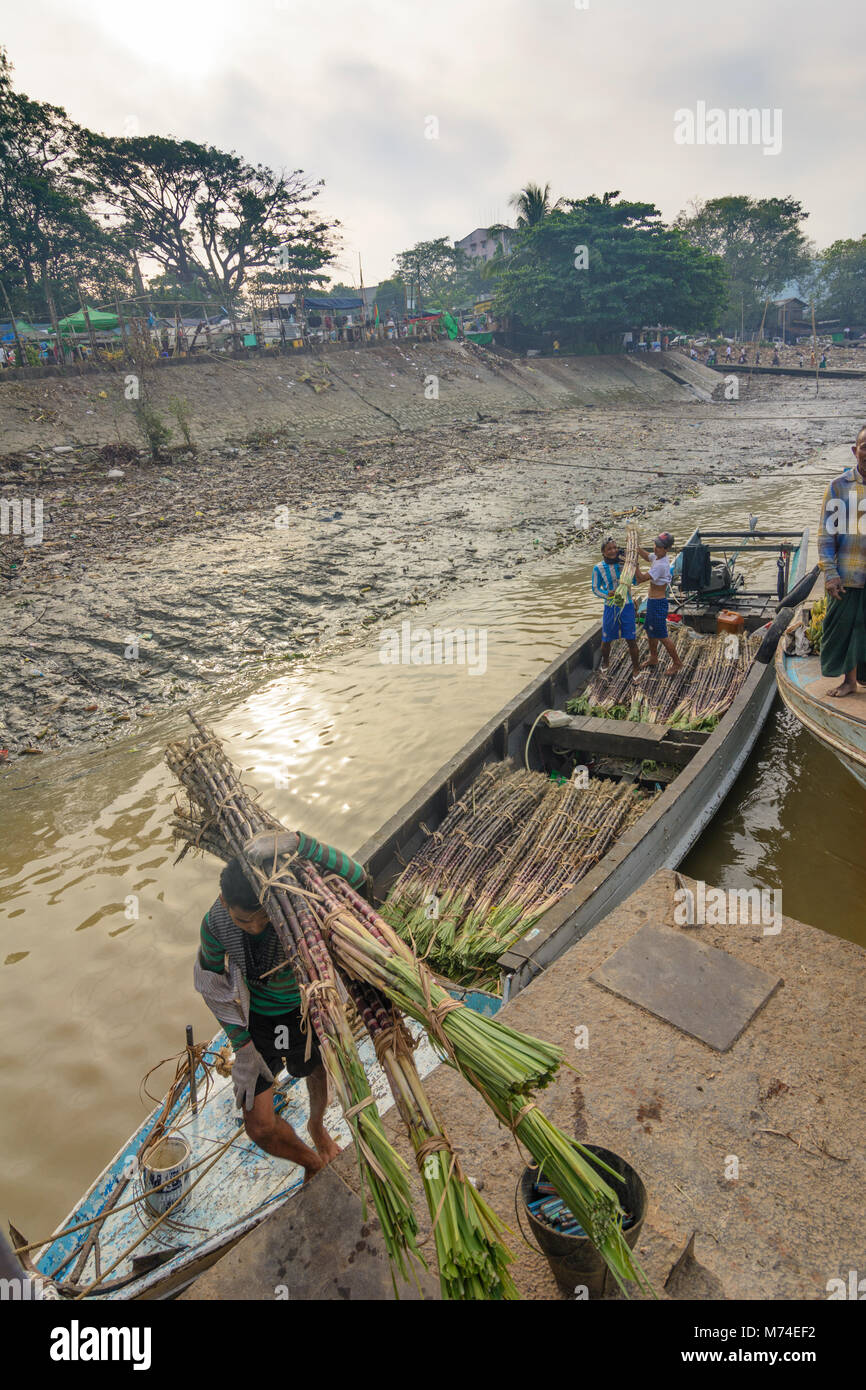 Yangon (Rangoon): transport of sugar cane from ship to market, man ...
