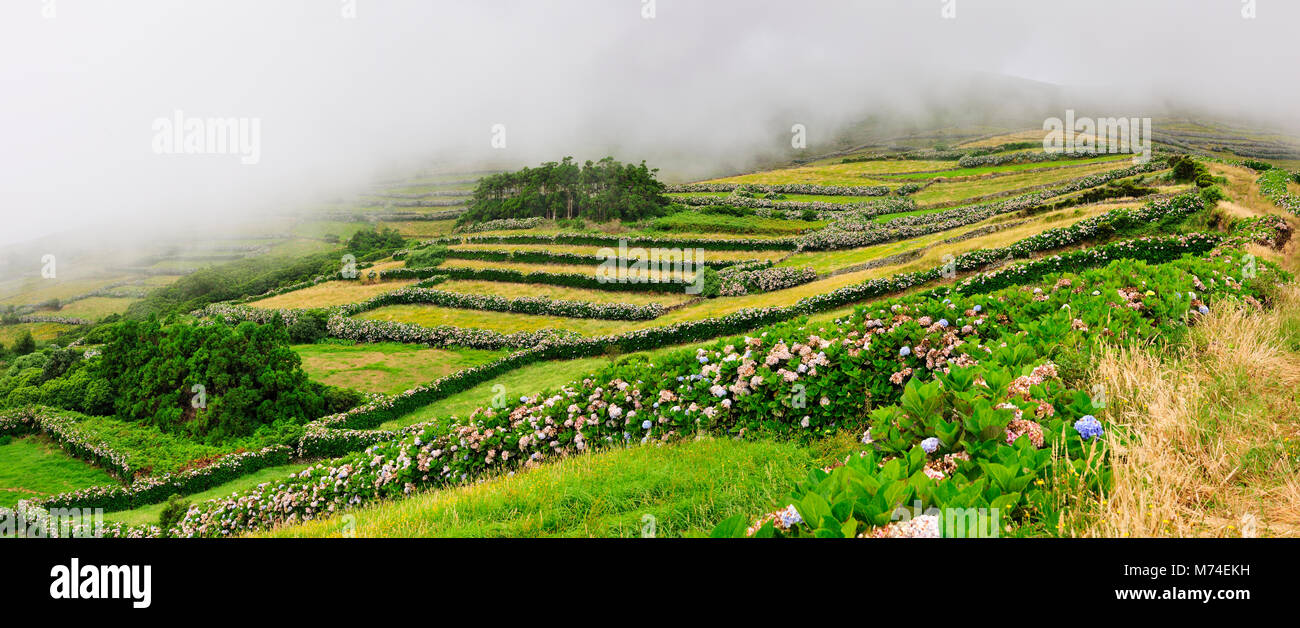 Corvo island with hydrangeas. Azores islands, Portugal Stock Photo - Alamy