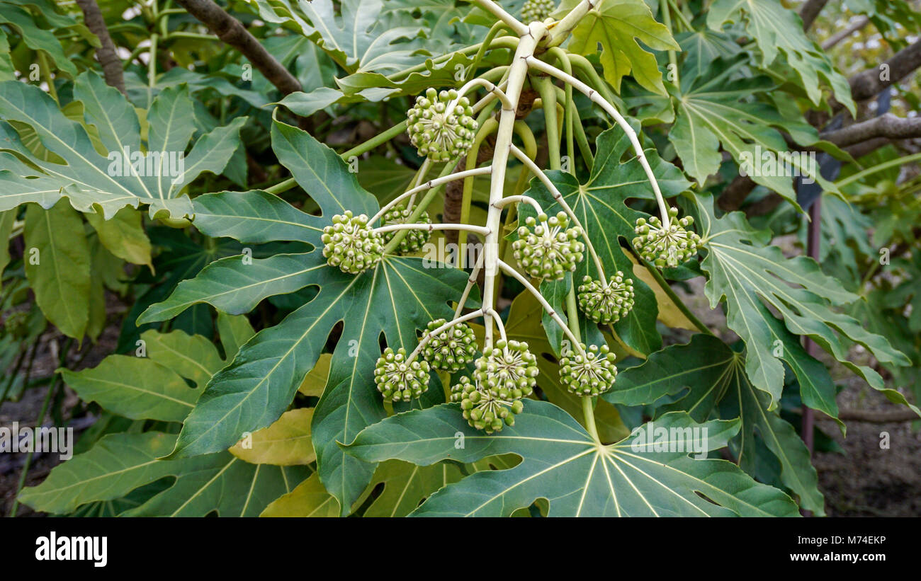 Fatsia Japonica Tree closeup 1 Stock Photo - Alamy
