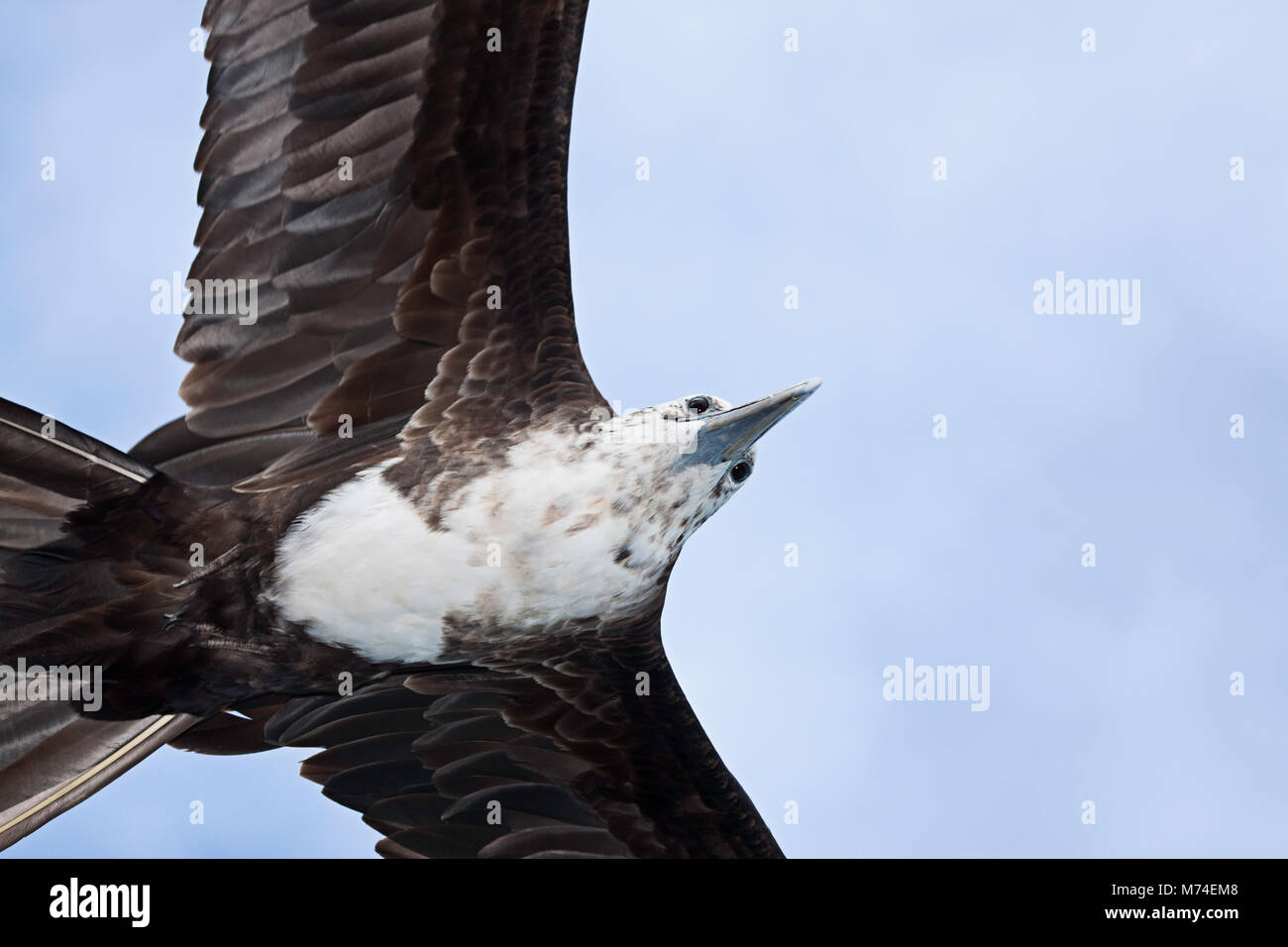 Adolescent frigate bird hi-res stock photography and images - Alamy