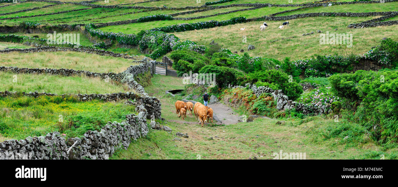 Corvo island with hydrangeas. Azores islands, Portugal Stock Photo - Alamy
