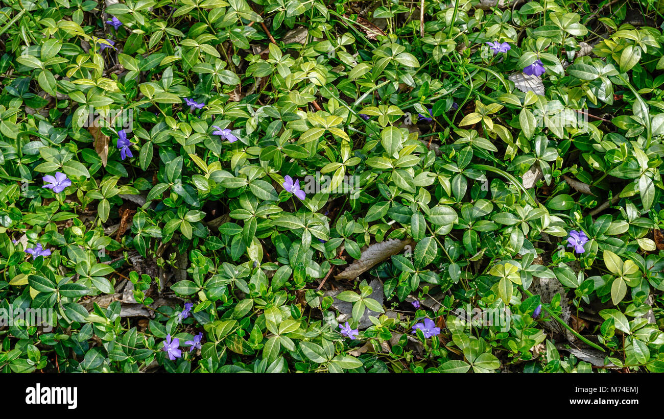 Vinca Minor plants 1 Stock Photo - Alamy