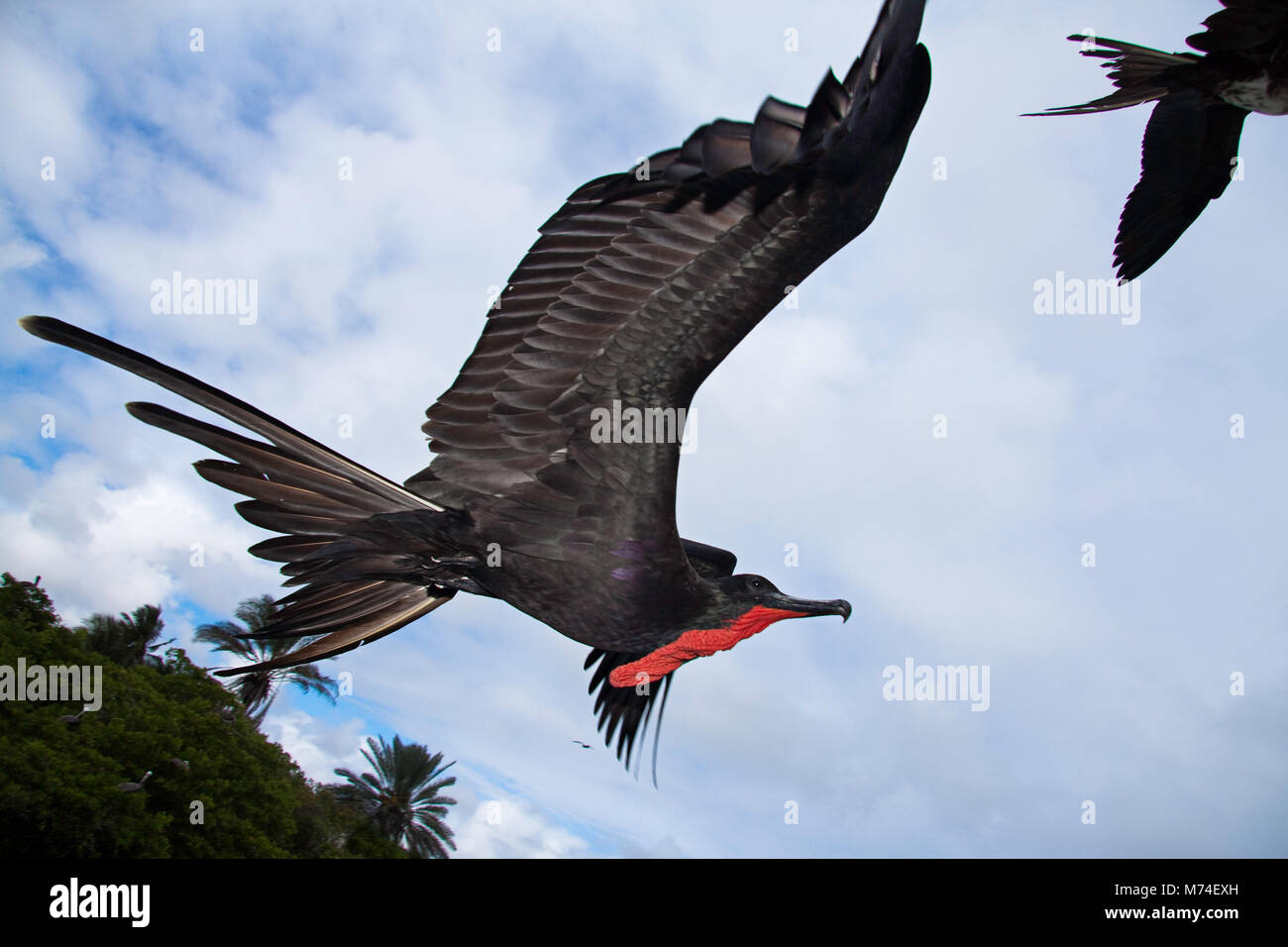 A male magnificent frigate bird, Fregata magnificens, in flight over ...