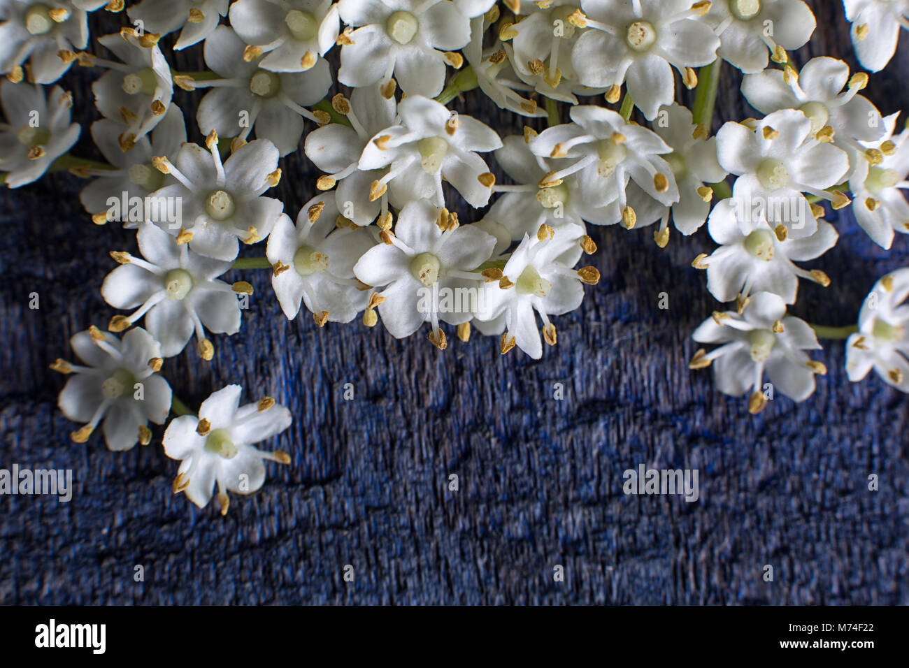 small white flowers on rustic wood background Stock Photo - Alamy