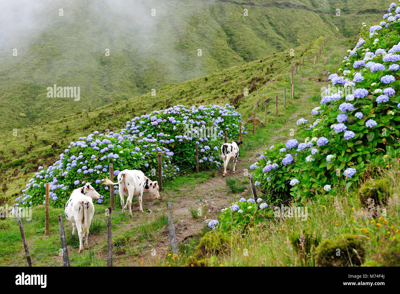 The Caldeira, the big volcanic crater of Faial. Azores islands ...