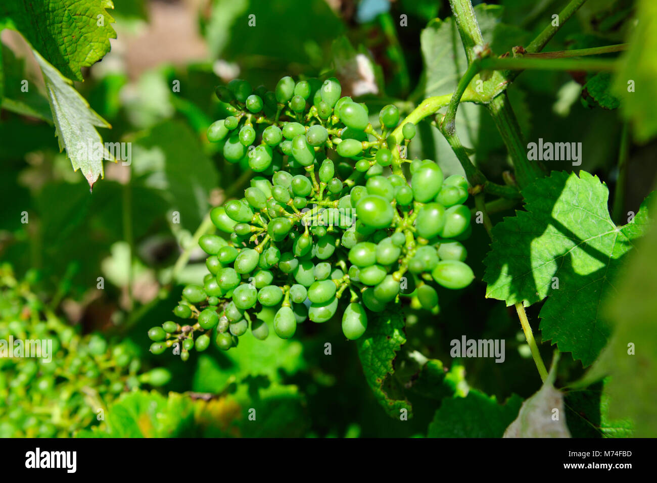 The celebrated grapes of Graciosa island, Azores. Portugal Stock Photo ...
