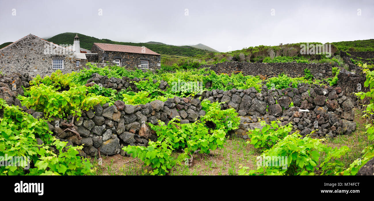 Agriculture in the azores hi-res stock photography and images - Alamy