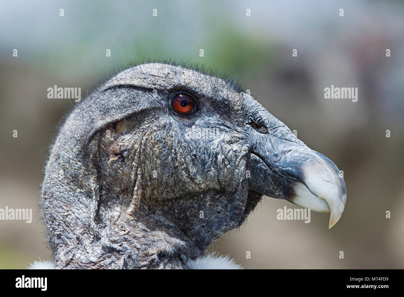 A close look at an Andean Condor, Vultur gryphus, at Parque Condor, a ...