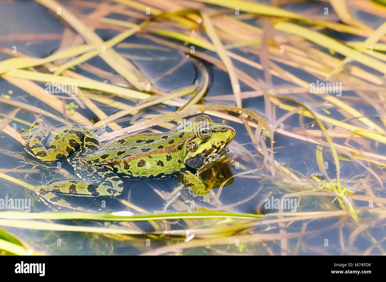Pelophylax perezi. Beautiful green frog is swimming in the pool ...