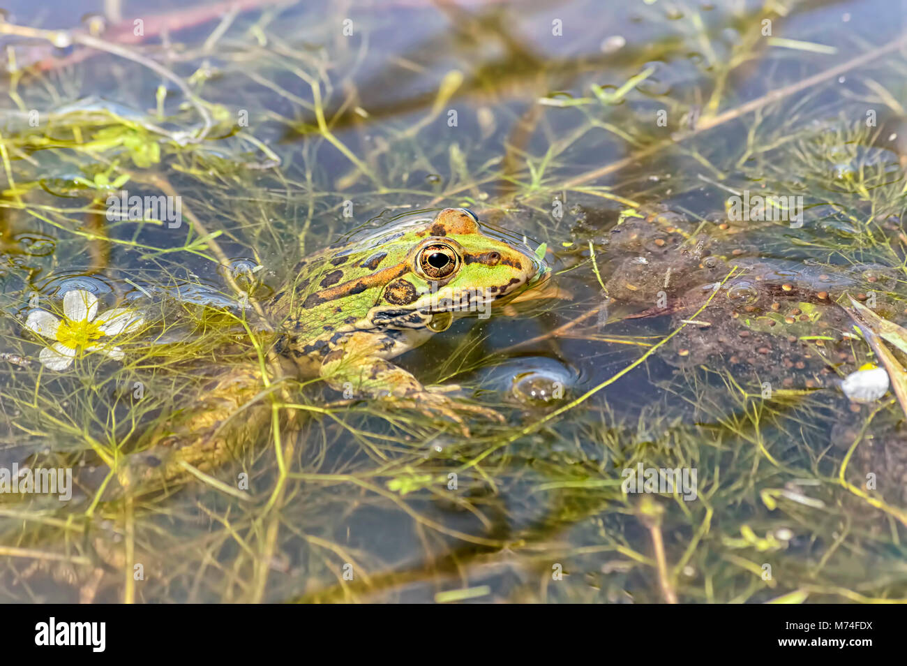 Pelophylax perezi. Beautiful green frog in the pool, surrounded of ...