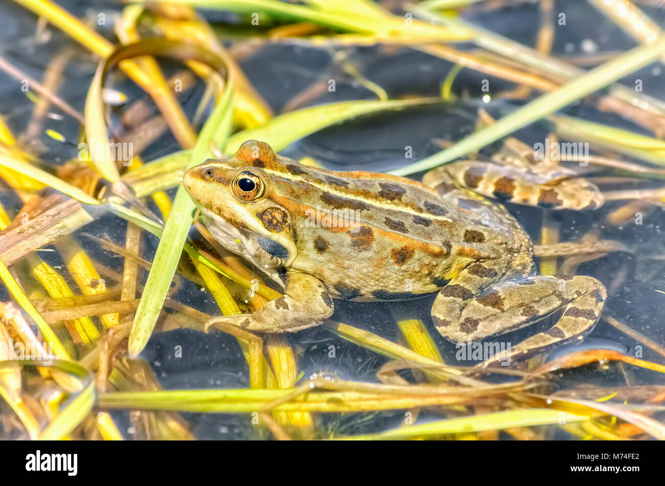 Pelophylax perezi. Beautiful brown frog in the pool, over aquatic ...
