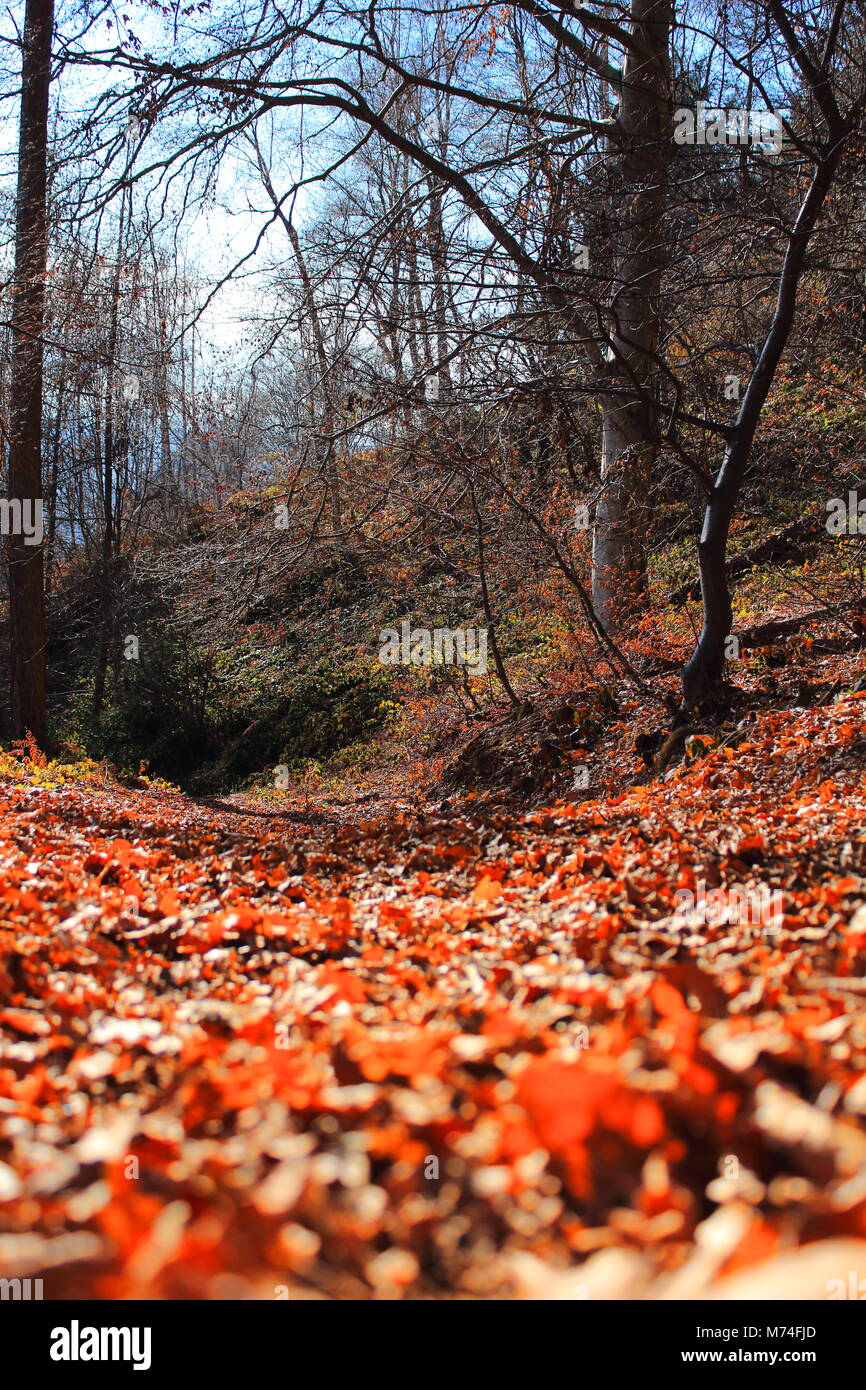 Beautiful and colorful fall of leaves Stock Photo - Alamy