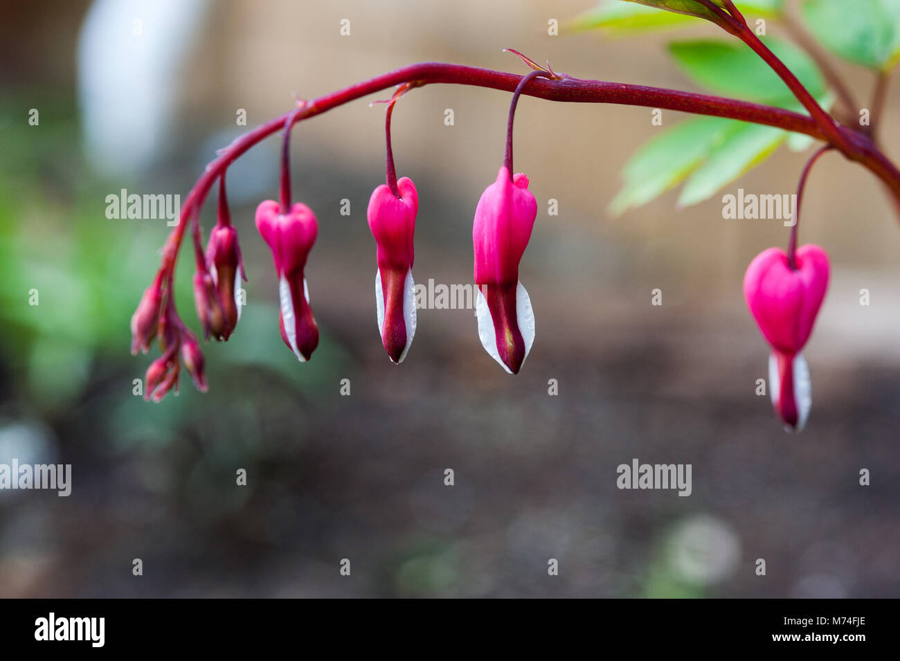 Heart bleeding hi-res stock photography and images - Alamy