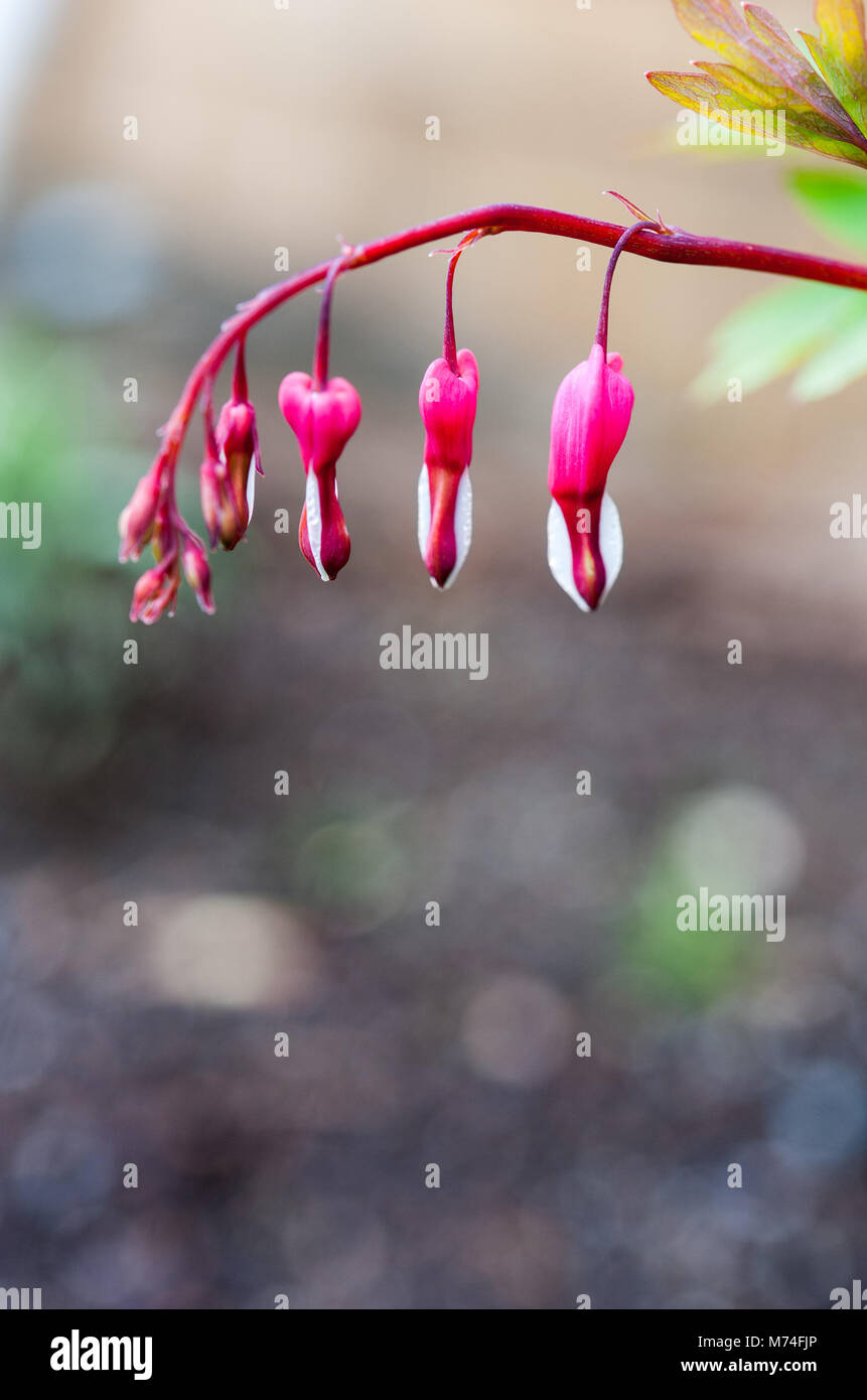 Bleeding-heart, Lamprocapnos spectabilis, flowers Stock Photo - Alamy