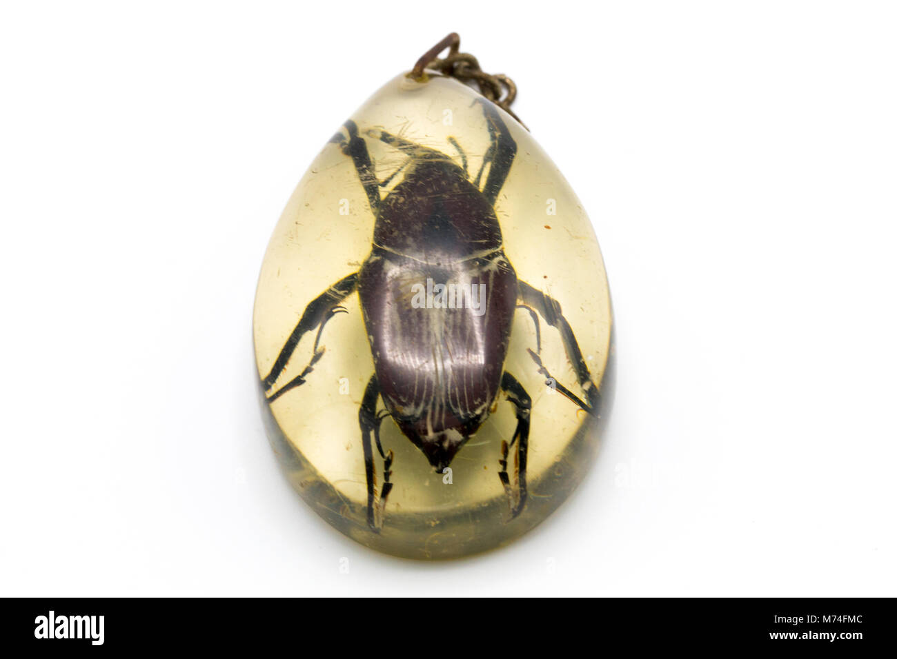 Cylindrical leaf beetles hi-res stock photography and images - Alamy