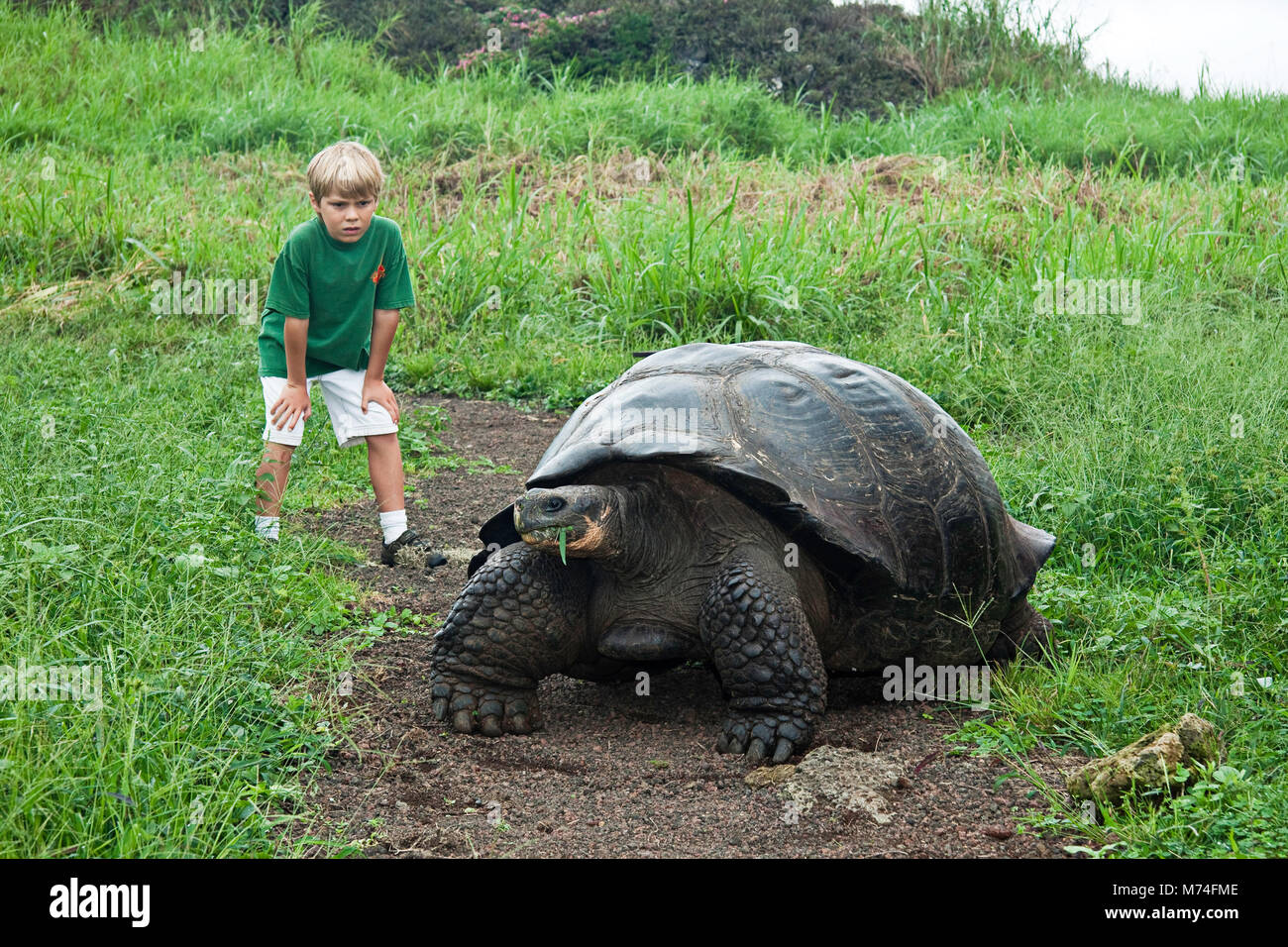 A young boy (MR) gets a good look at a Galapagos giant tortoise ...