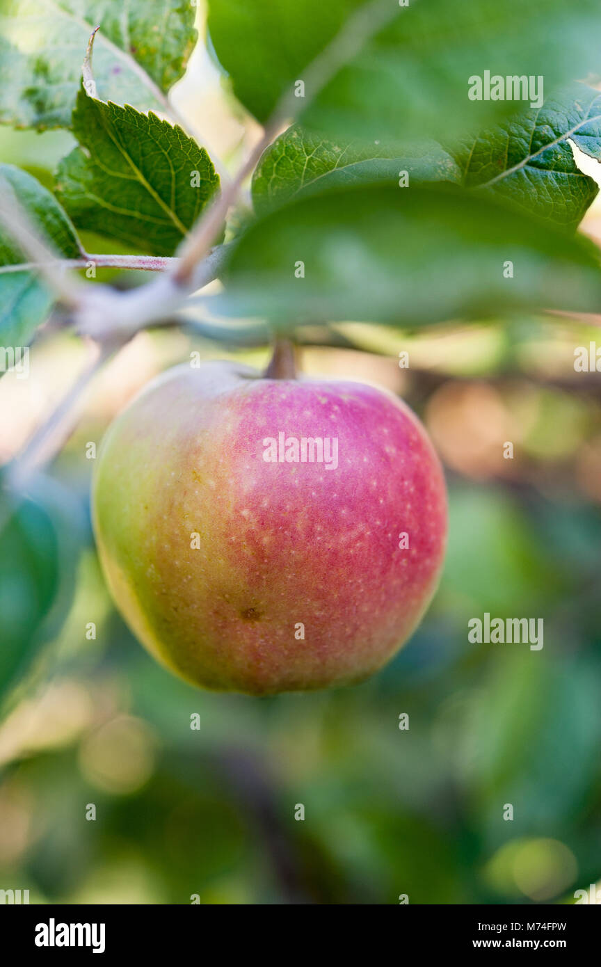 Single ripe apple, Malus pumila, growing on apple tree Stock Photo - Alamy