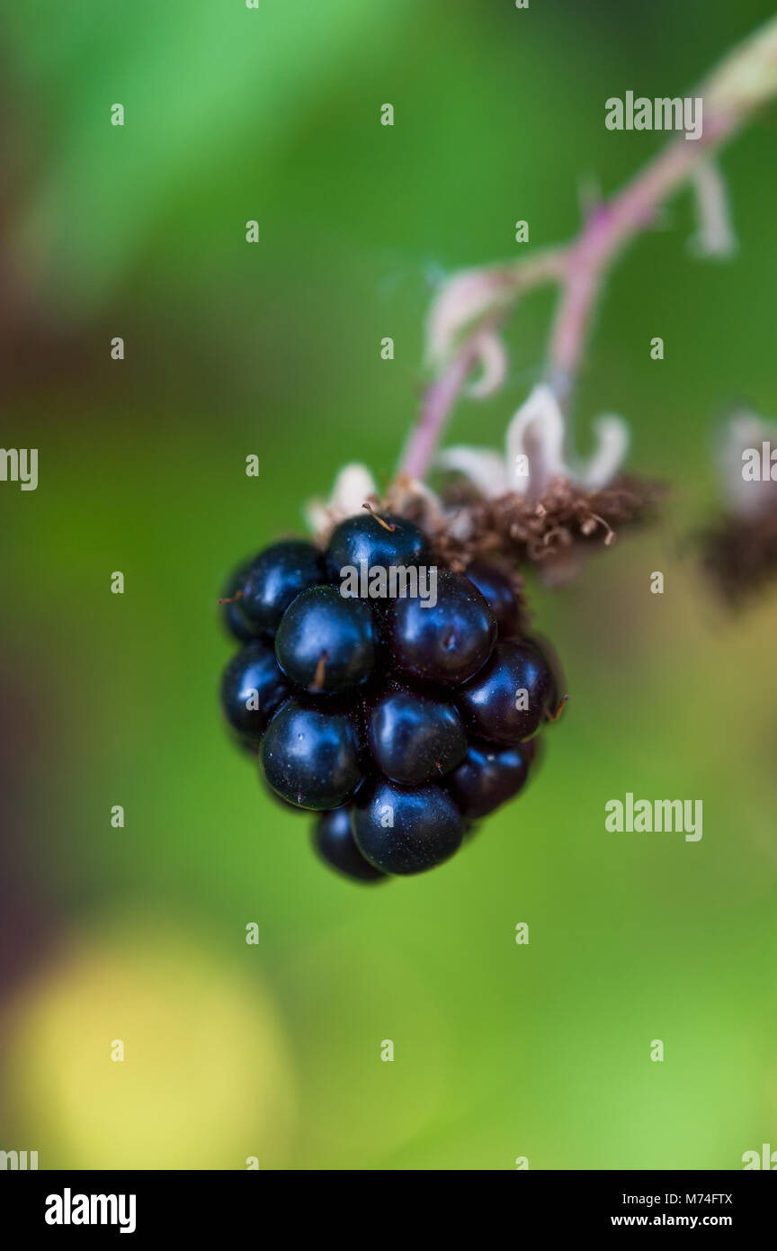 Blackberry on the vine hi-res stock photography and images - Alamy