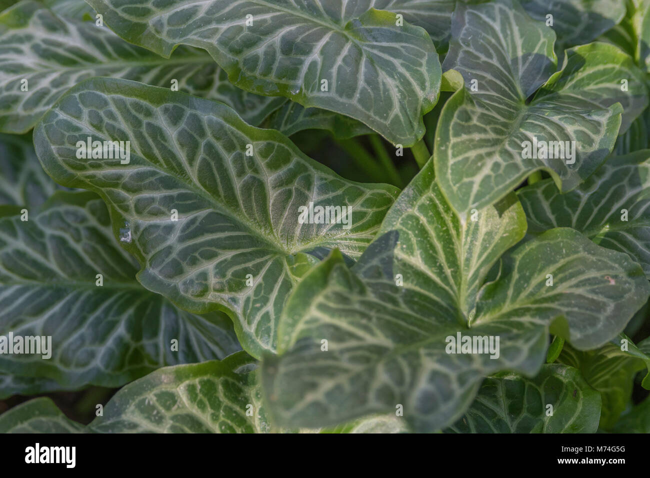 Variegated arum leaves hi-res stock photography and images - Alamy