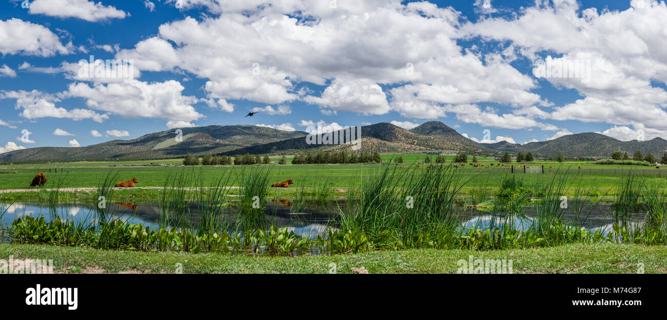 A herd of cattle near a small pond on a farm in eastern Oregon Stock ...