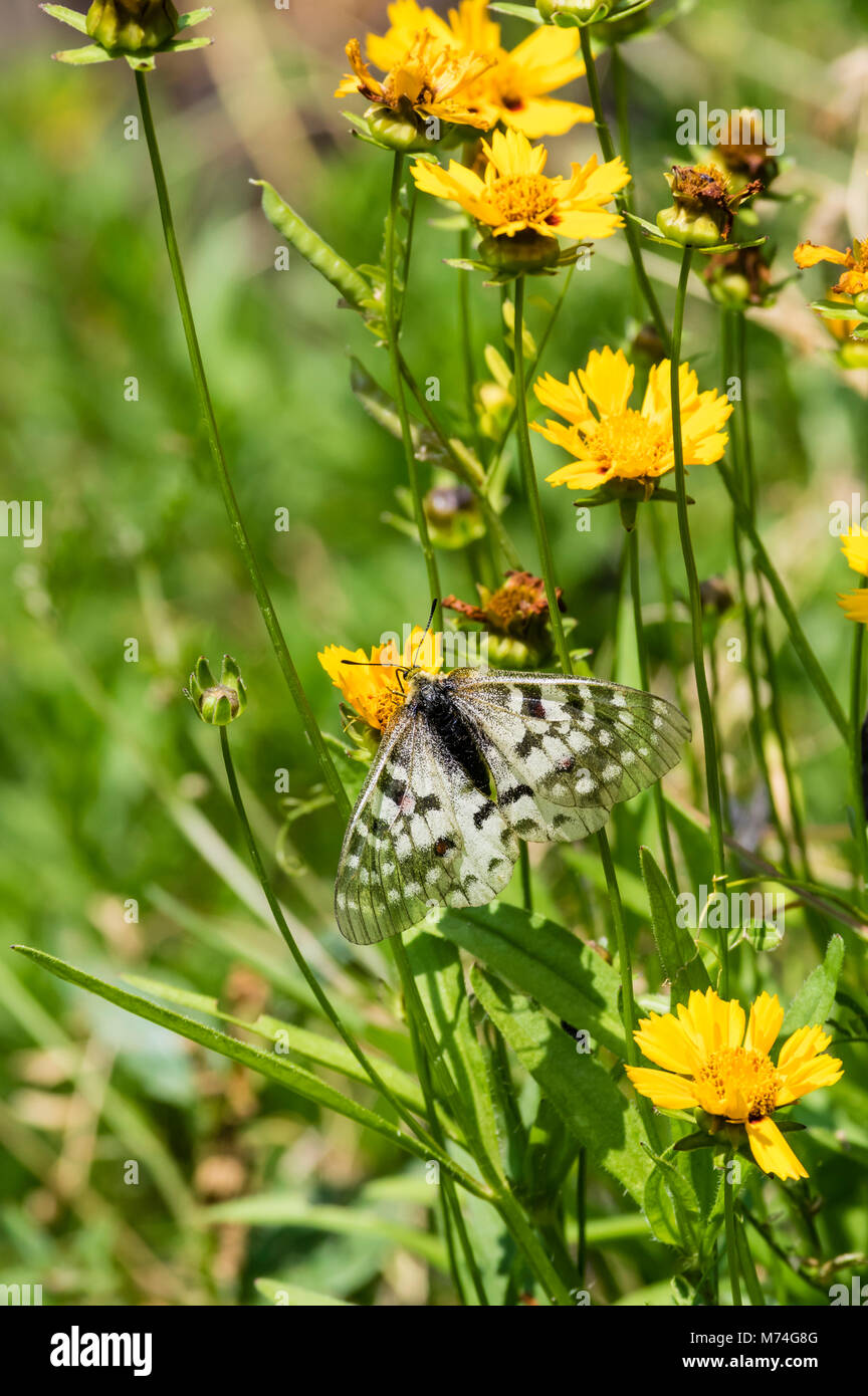Parnassius clodius butterfly in a flower garden in the Oregon Cascaade ...
