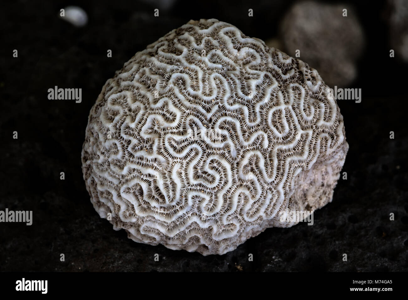 Close up dead reef hi-res stock photography and images - Alamy
