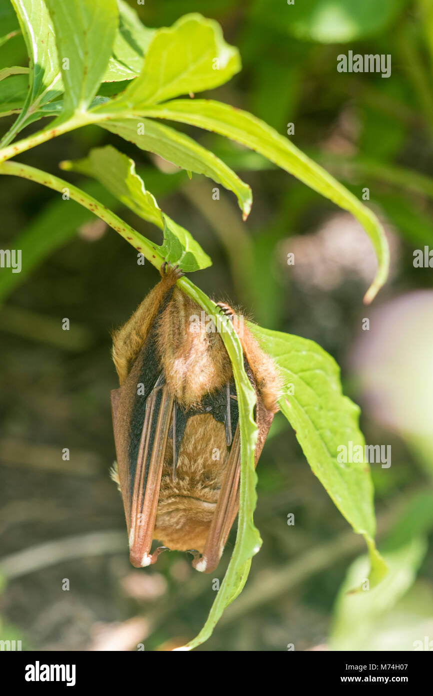 01825-002.01 Eastern Red Bat (Lasiurus borealis) Marion Co. IL Stock ...