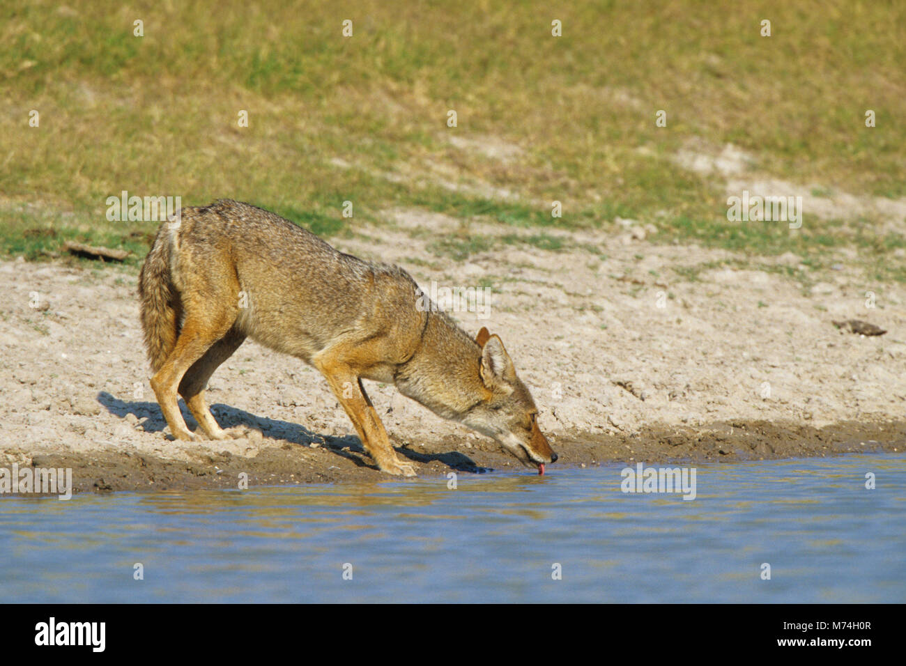 01864-03211 Coyote (Canis latrans) drinking at water Starr Co. TX Stock ...