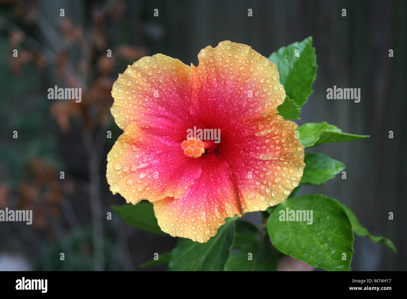 Spring Flowers covered with dew Stock Photo - Alamy