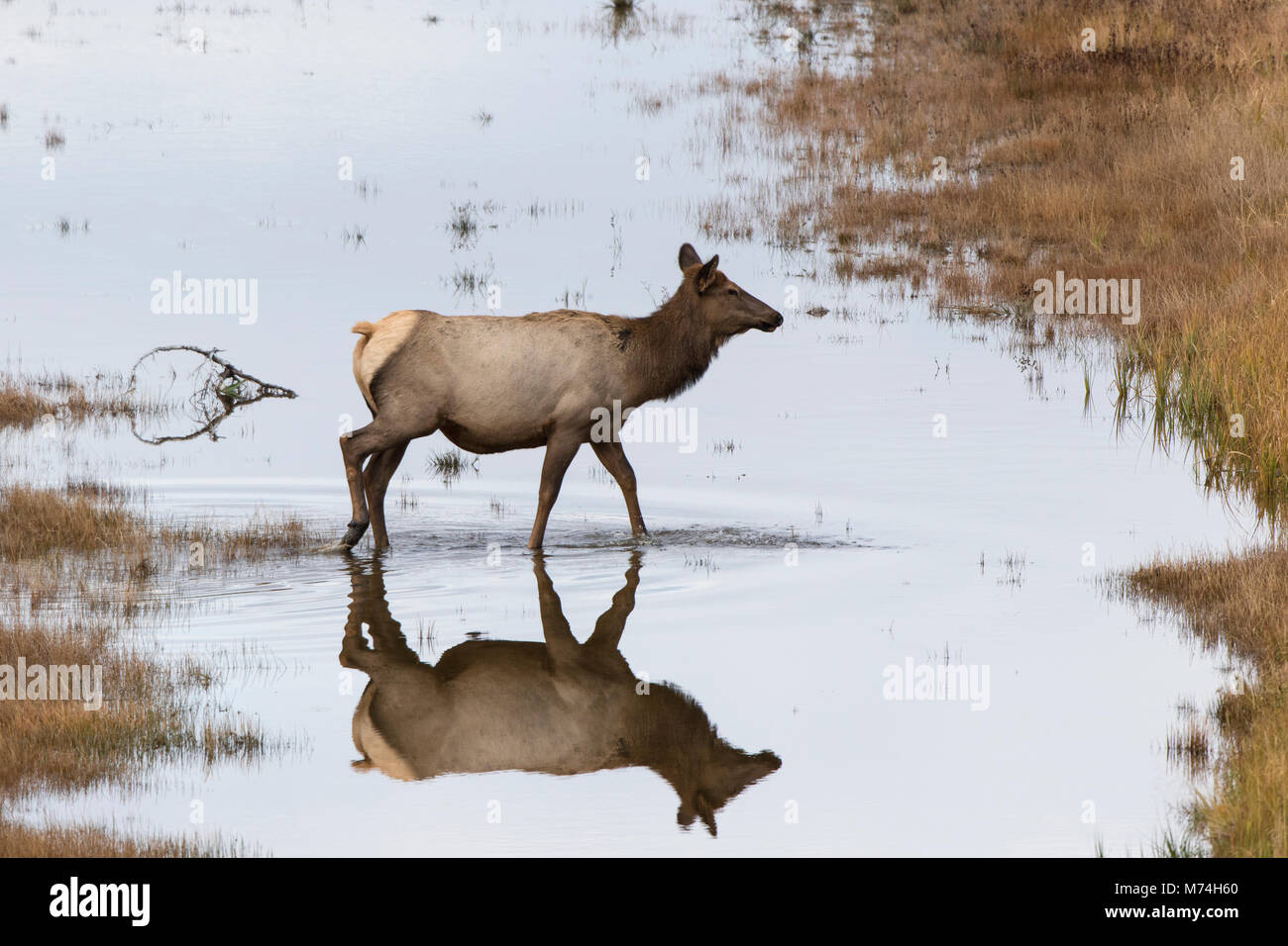 01980-02811 Elk (Cervus elaphaus) cow female crossing stream ...
