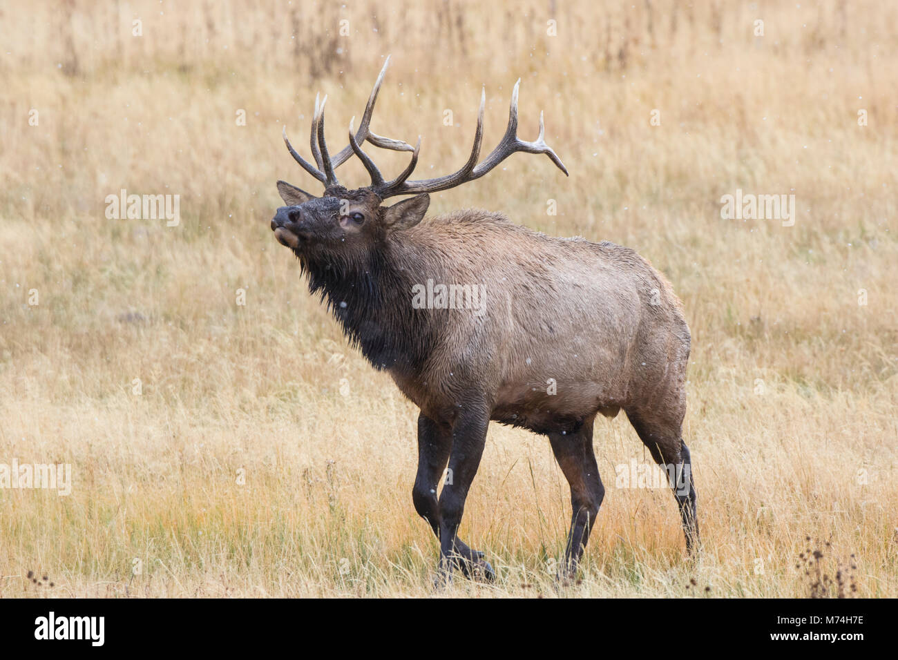 01980-02910 Elk (Cervus elaphaus) bull male bugling, Yellowstone ...