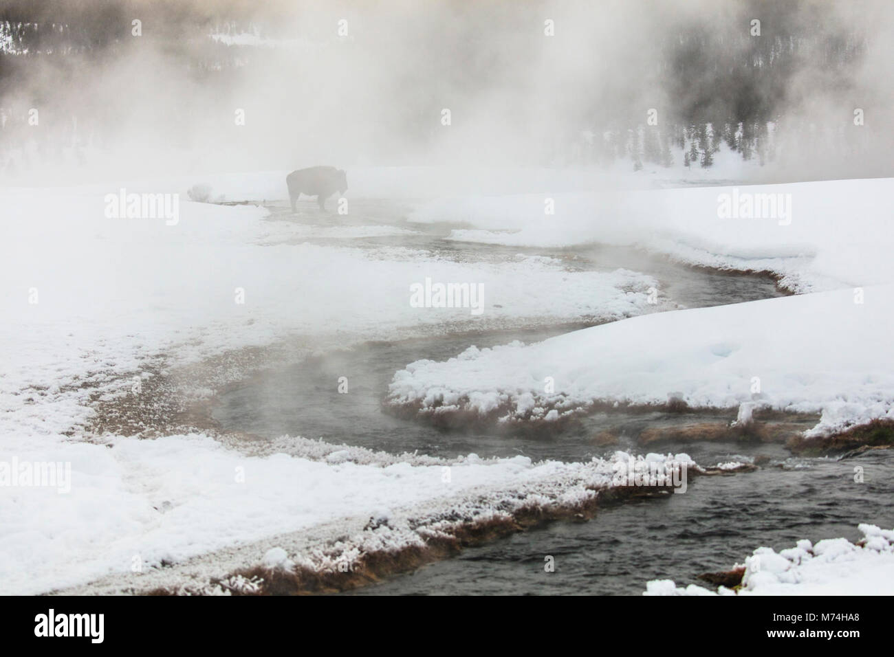 A lone bison stands in the outflow of Terrace Spring Stock Photo - Alamy