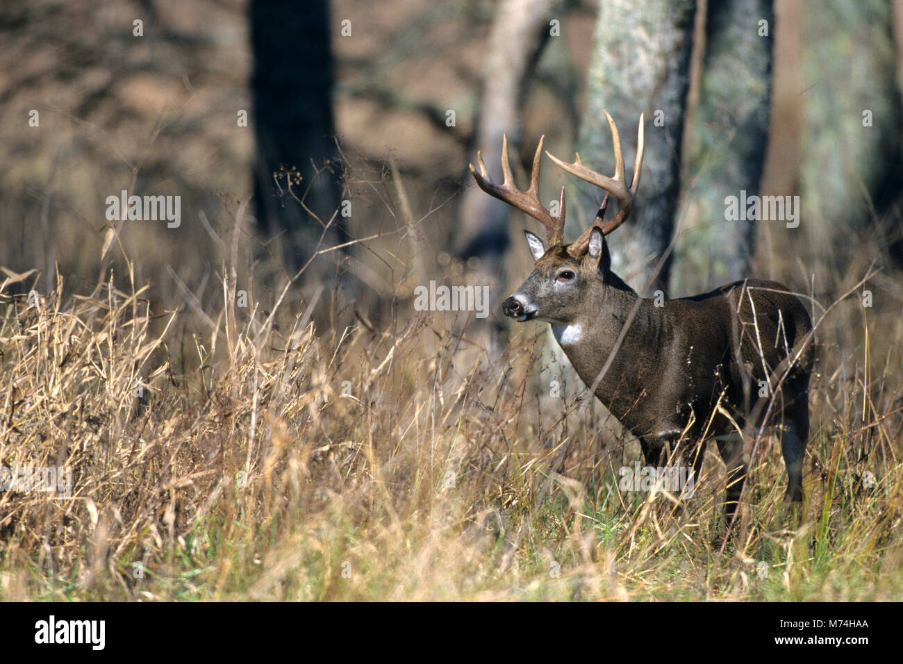 01982-01215 White-tailed Deer (Odocoileus virginianus) buck TN Stock ...