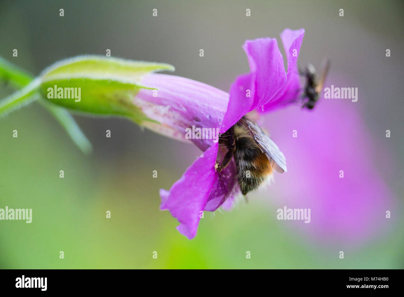 Robber monkey hi-res stock photography and images - Alamy