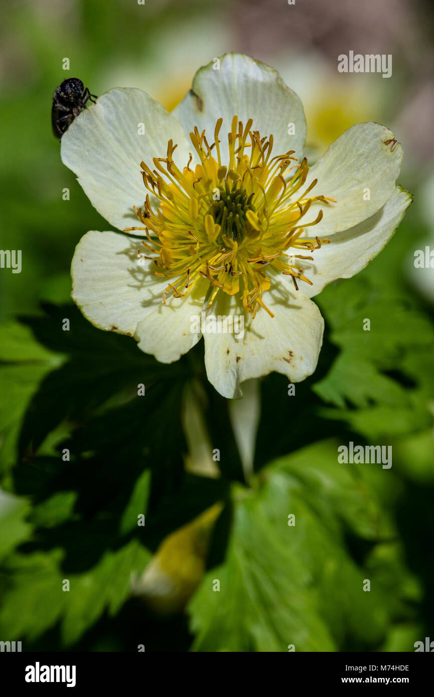 American Globeflower - rollius albiflorus Stock Photo - Alamy