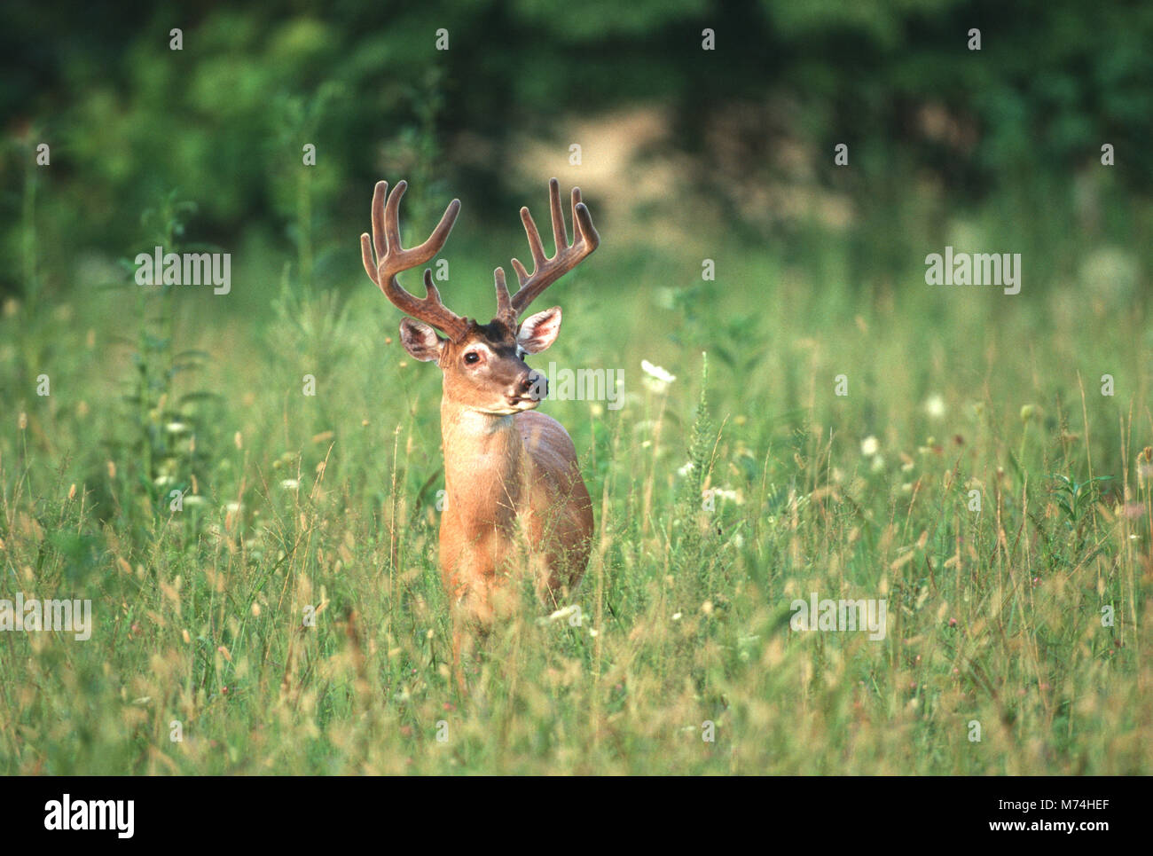 01982-02517 White-tailed Deer (Odocoileus virginianus) 11-point buck in ...