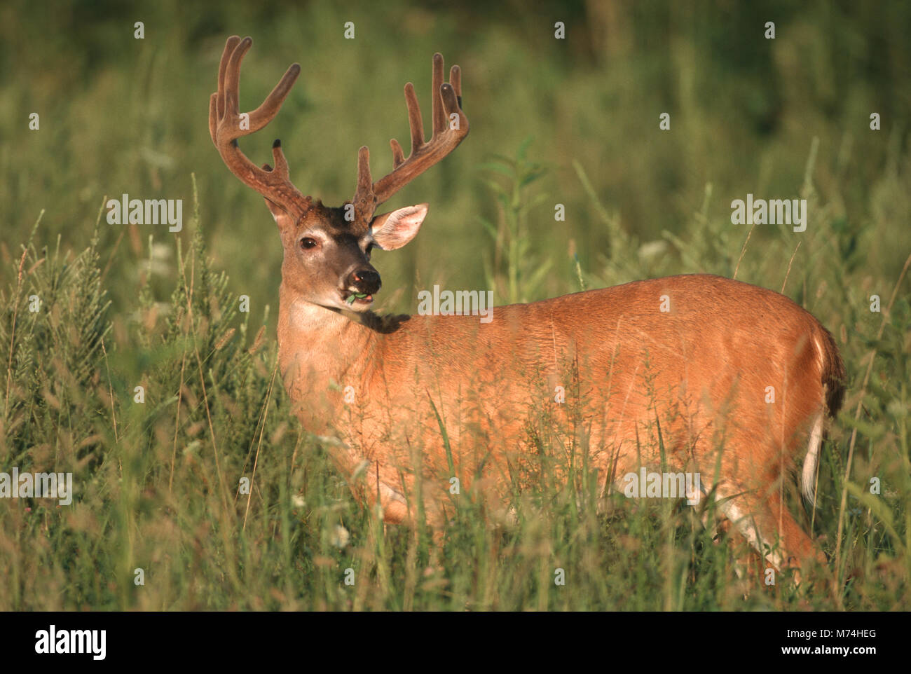 01982-02601 White-tailed Deer (Odocoileus virginianus) 11-point buck in ...