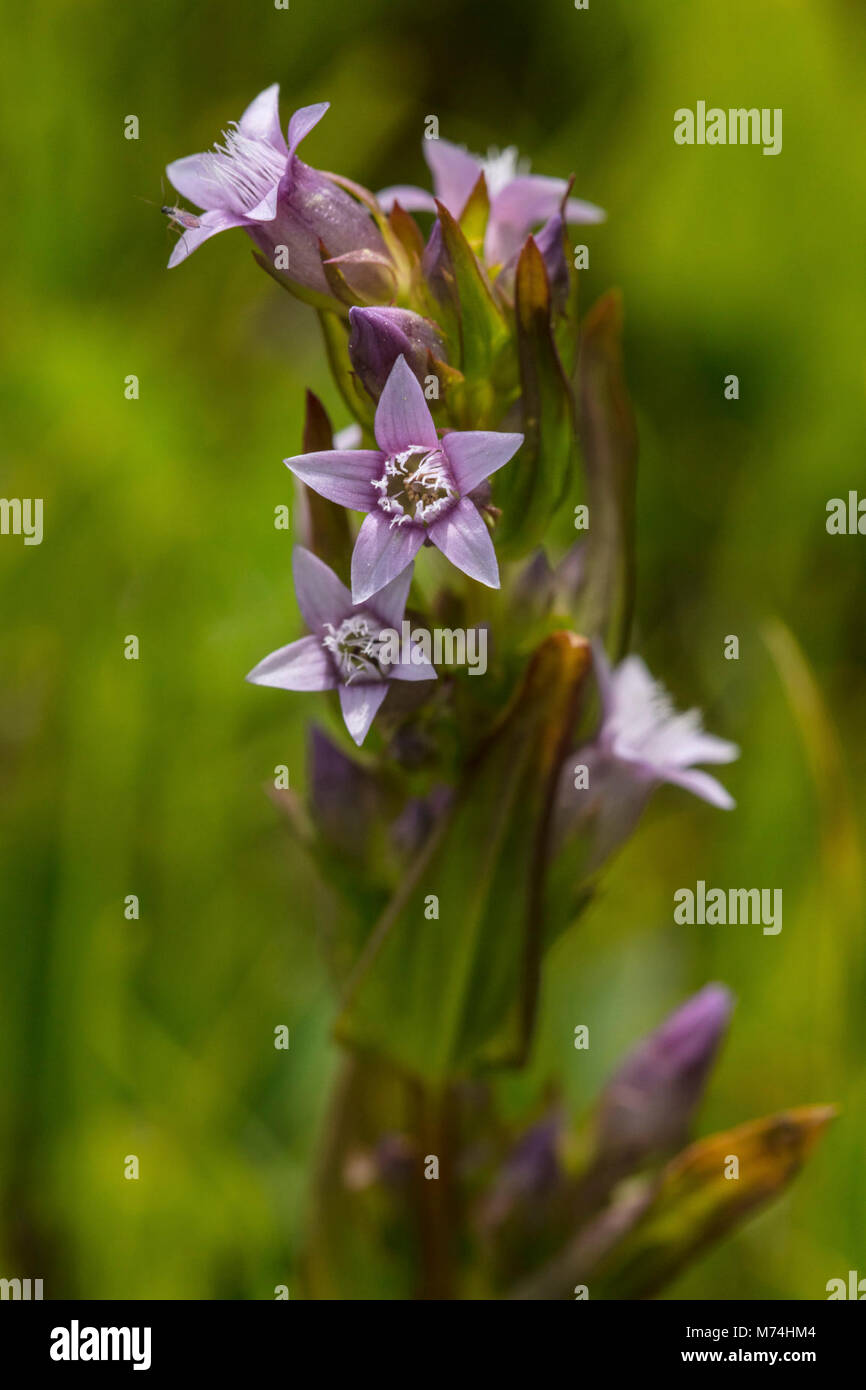 Dwarf gentian hi-res stock photography and images - Alamy