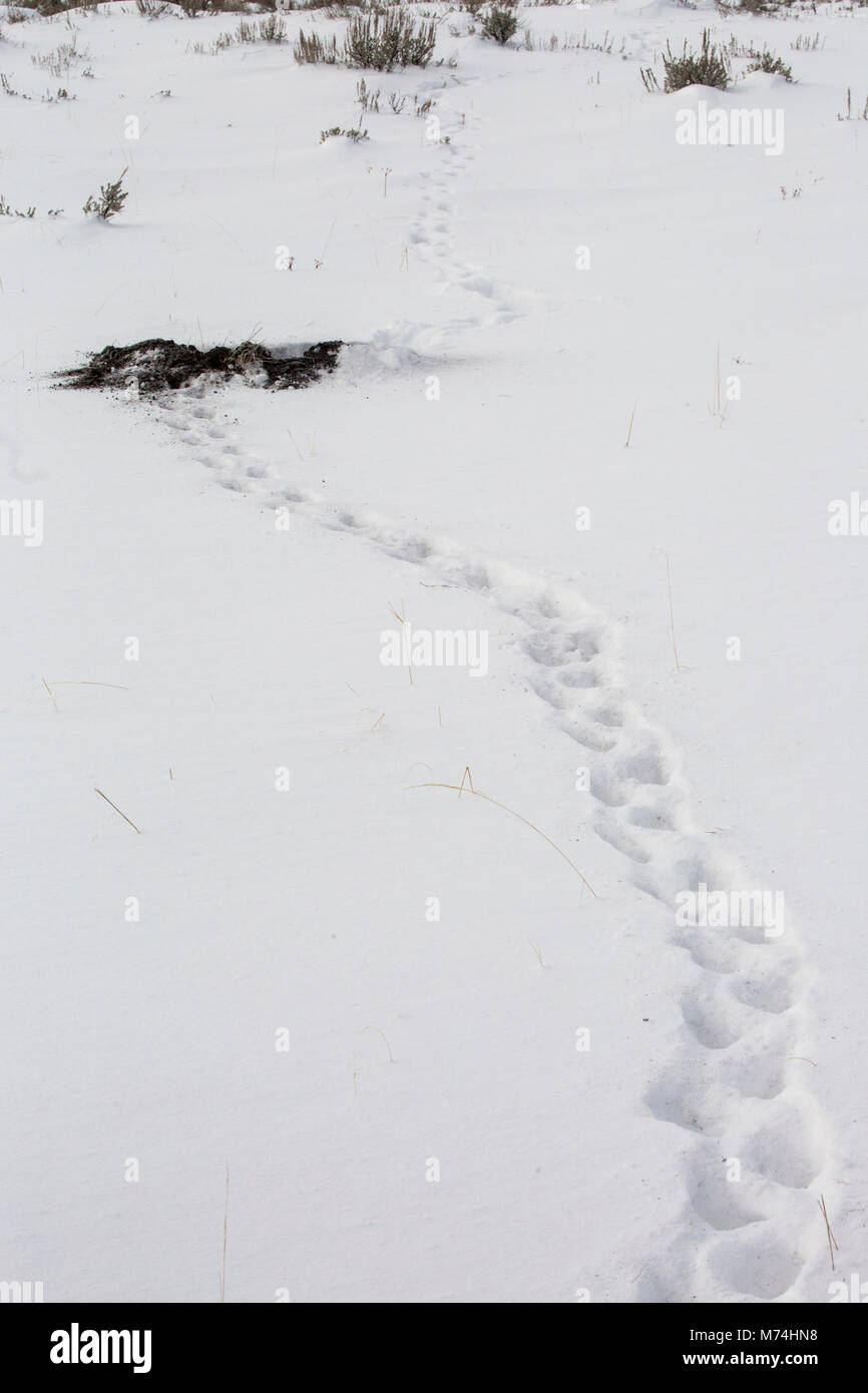 Badger tracks & burrow Stock Photo - Alamy