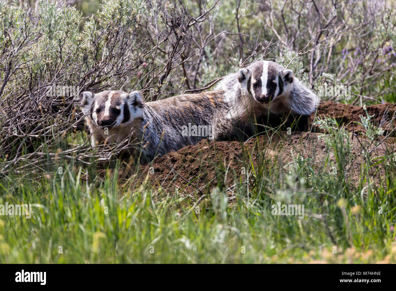 Badgers digging near Indian Creek Campground Stock Photo - Alamy