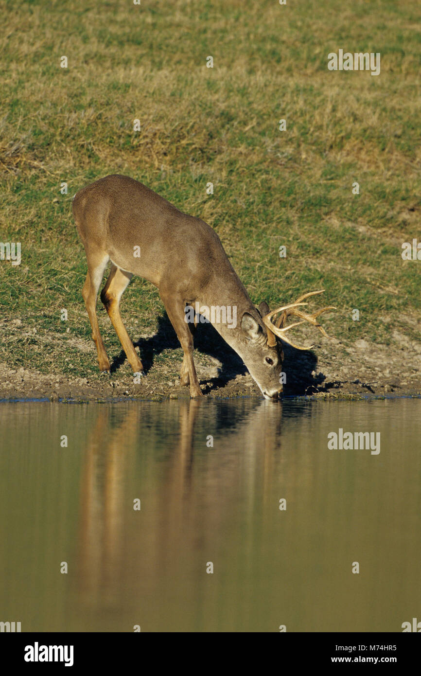 01982-04814 White-tailed Deer (Odocoileus virginianus) buck drinking ...