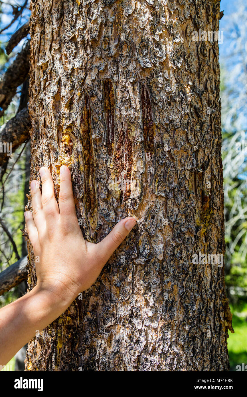 Claw marks hi-res stock photography and images - Alamy