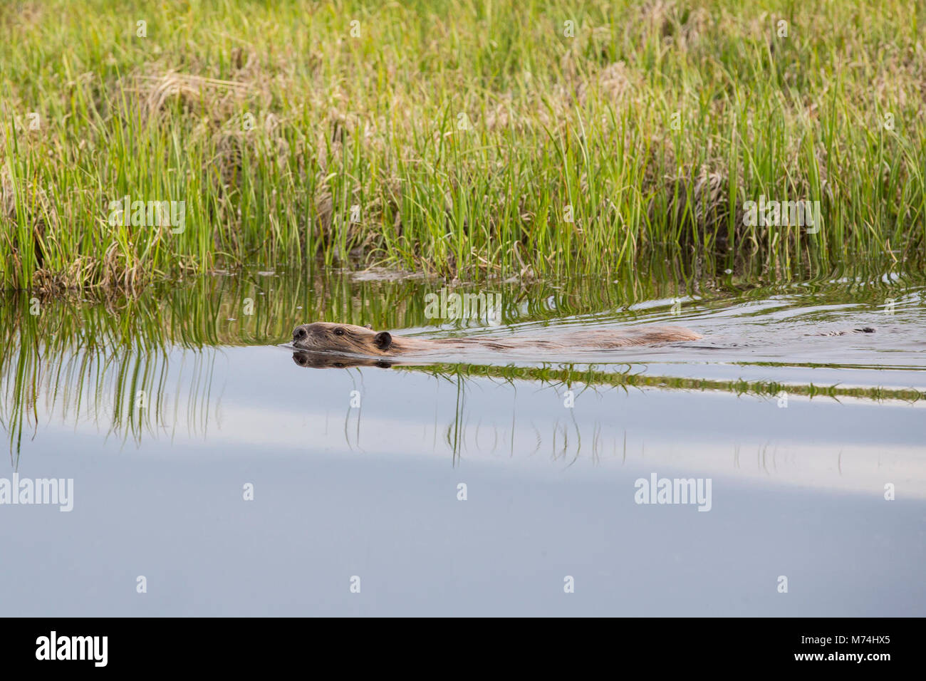 Beaver near Swan Lake Stock Photo - Alamy