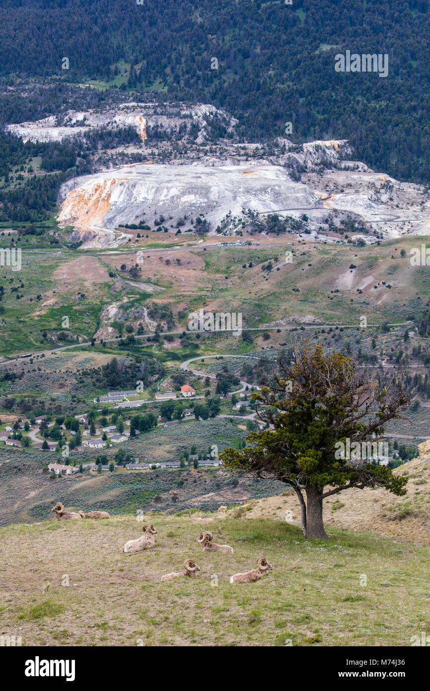 Bighorn rams resting on Mount Everts Stock Photo - Alamy