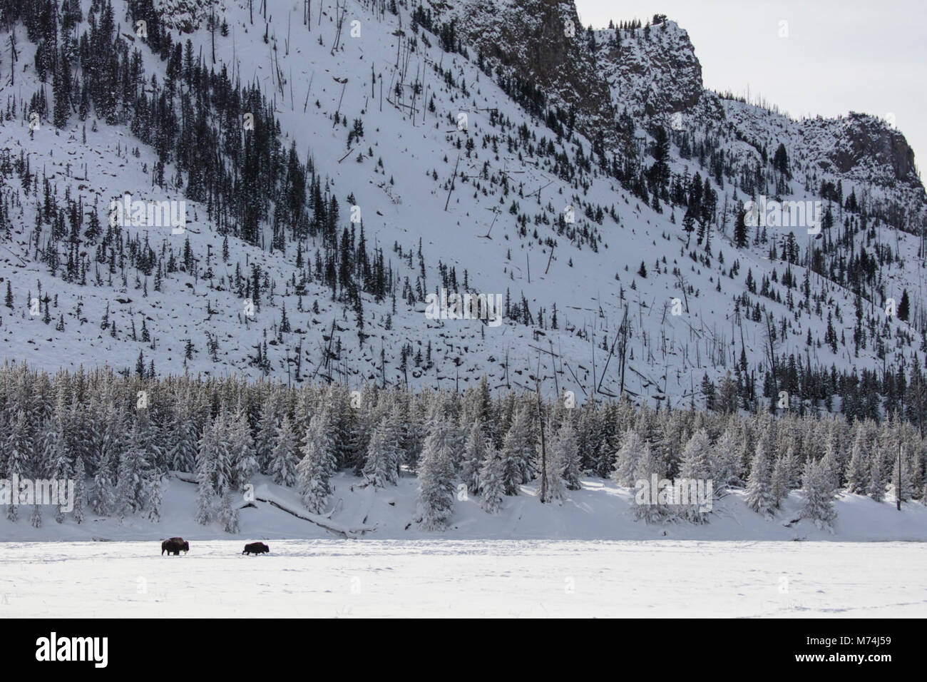 Bison along the Madison River Stock Photo - Alamy